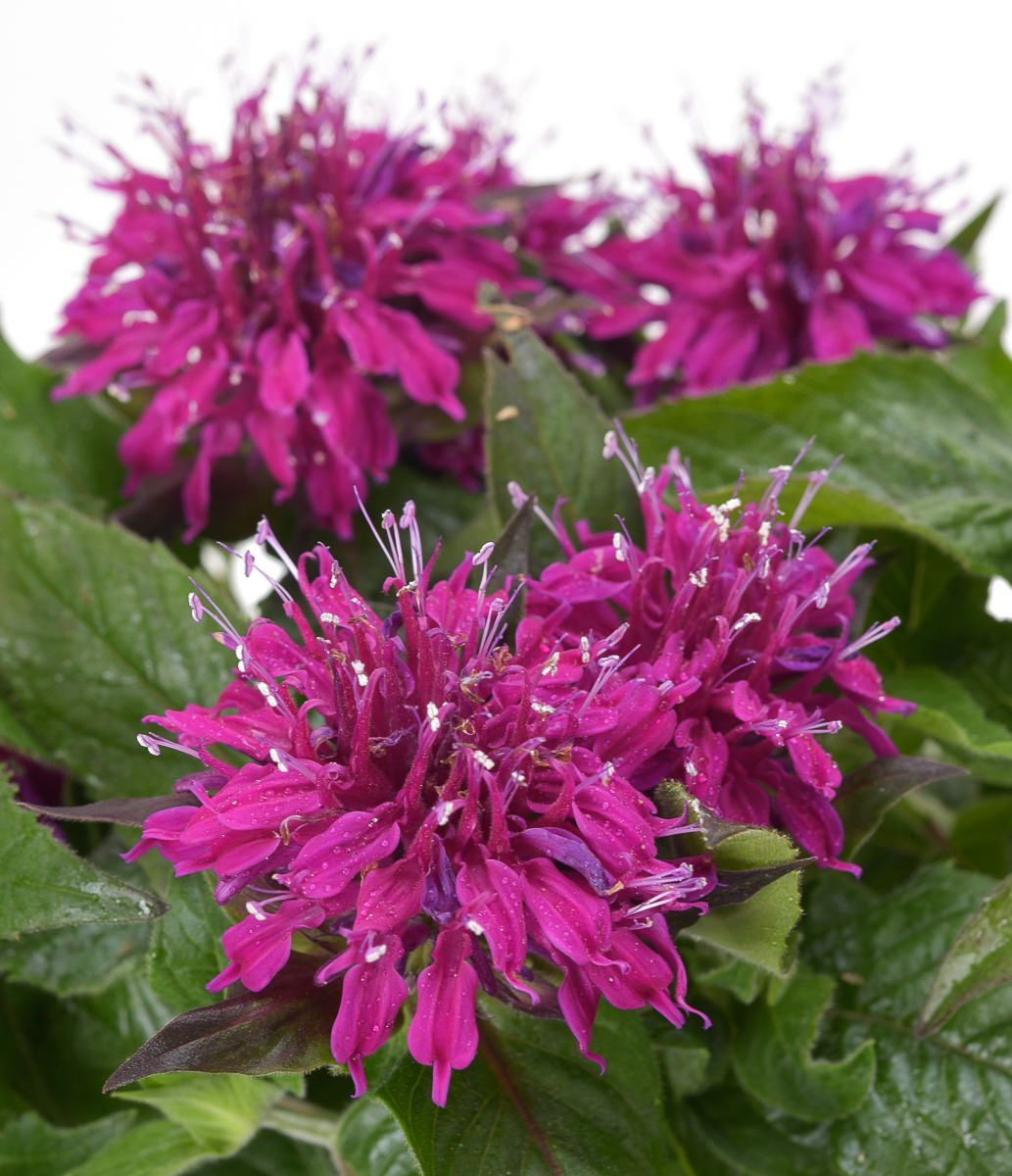 Indianernessel Melua Pink - Monarda didyma Melua Pink günstig kaufen