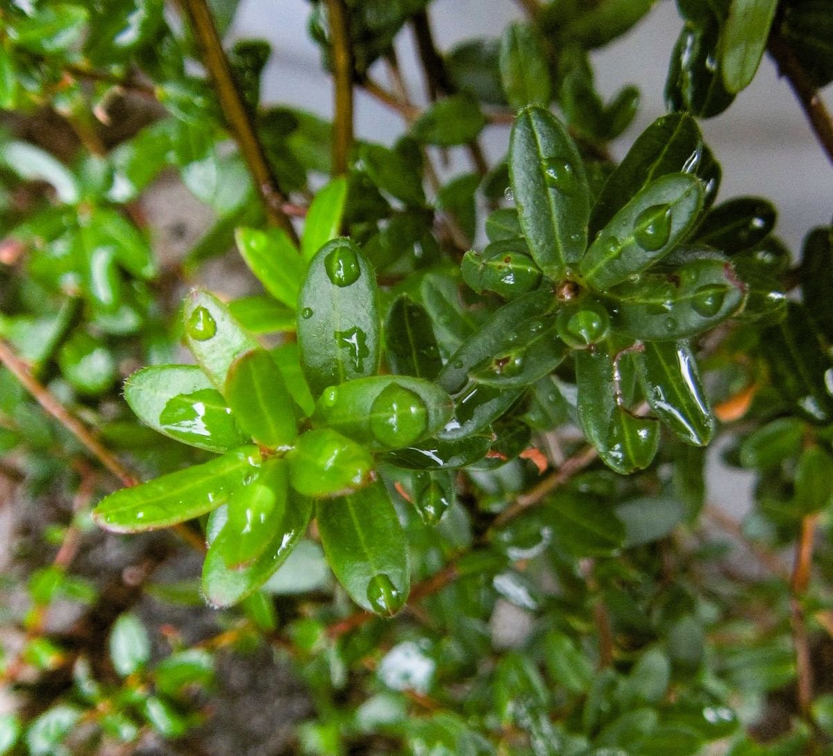 Vaccinium macrocarpon Cranberry - Cranberry | jetzt günstig online ...