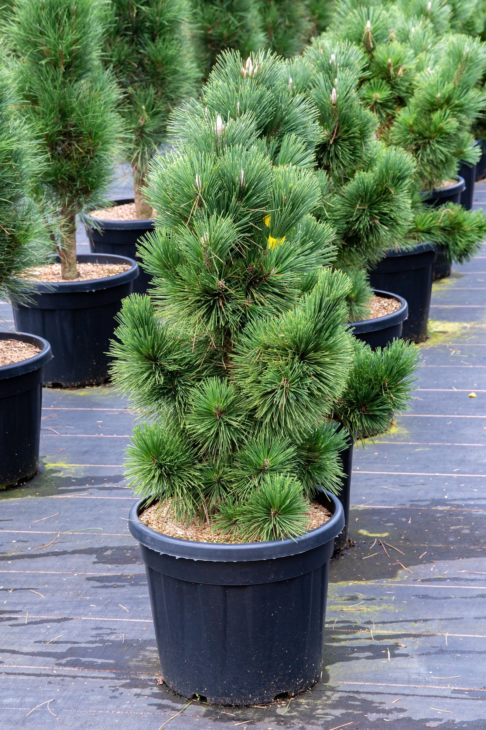 Japanische Schwarz-Kiefer Thunderhead - Pinus thunbergii Thunderhead ...