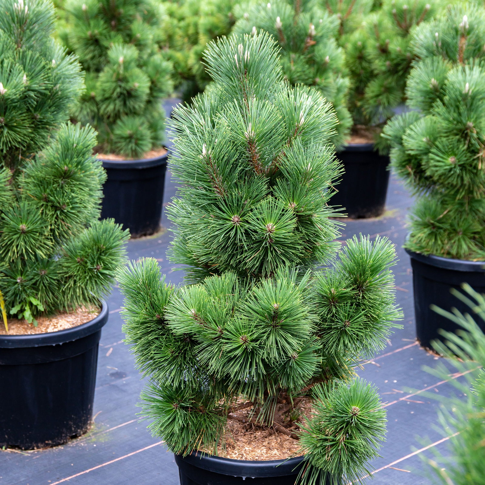 Japanische Schwarz-Kiefer Thunderhead - Pinus thunbergii Thunderhead ...