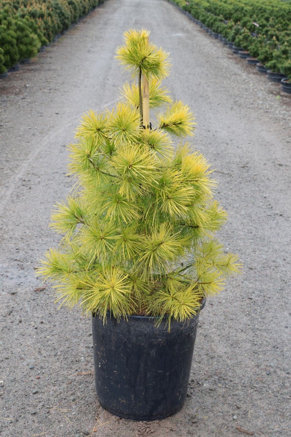 Streichelkiefer - Pinus strobus Radiata günstig kaufen