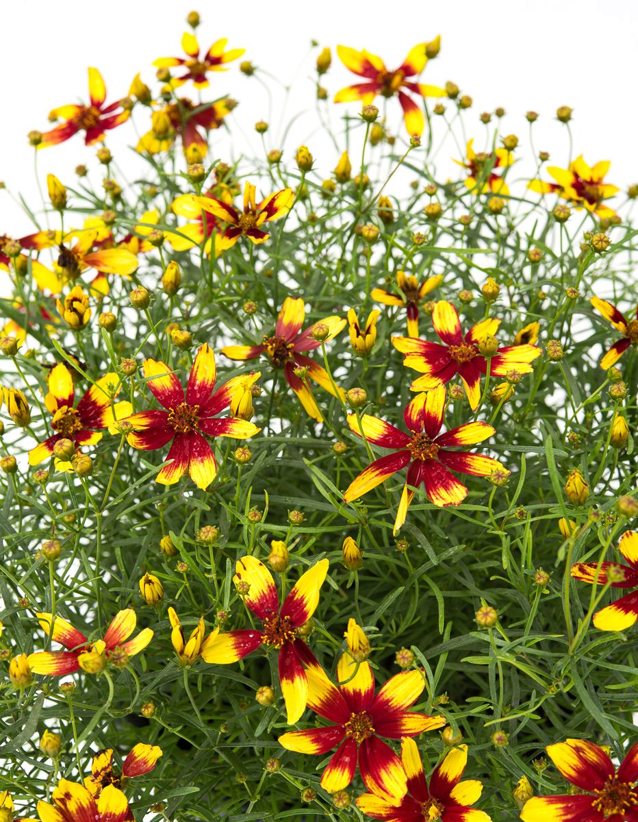 Quirlblättriges Mädchenauge Firefly - Coreopsis verticillata Firefly ...