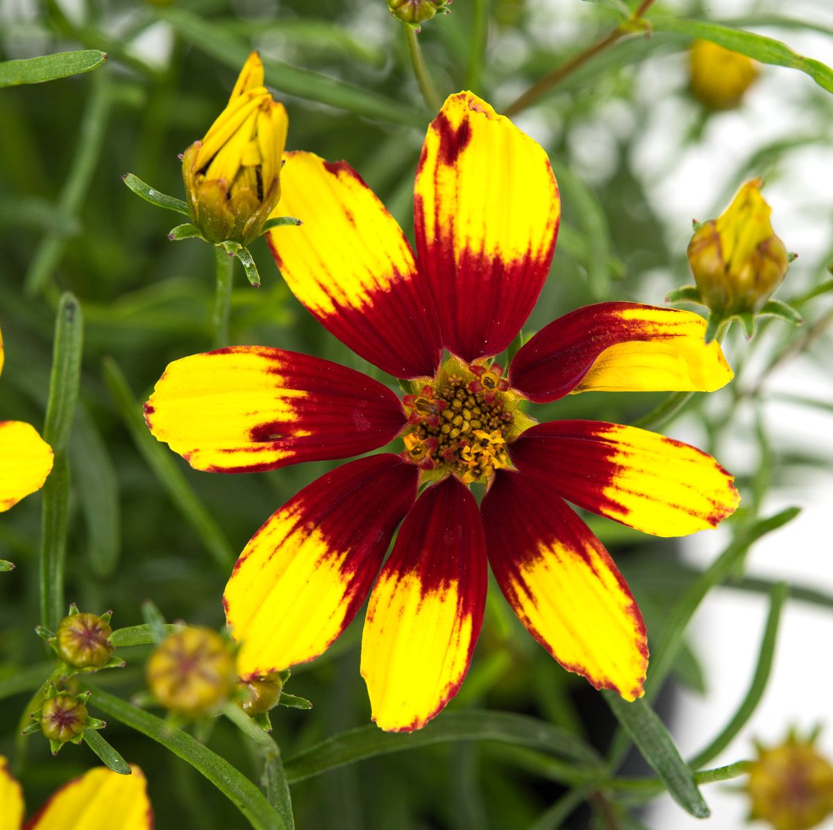 Quirlblättriges Mädchenauge Firefly - Coreopsis verticillata Firefly ...