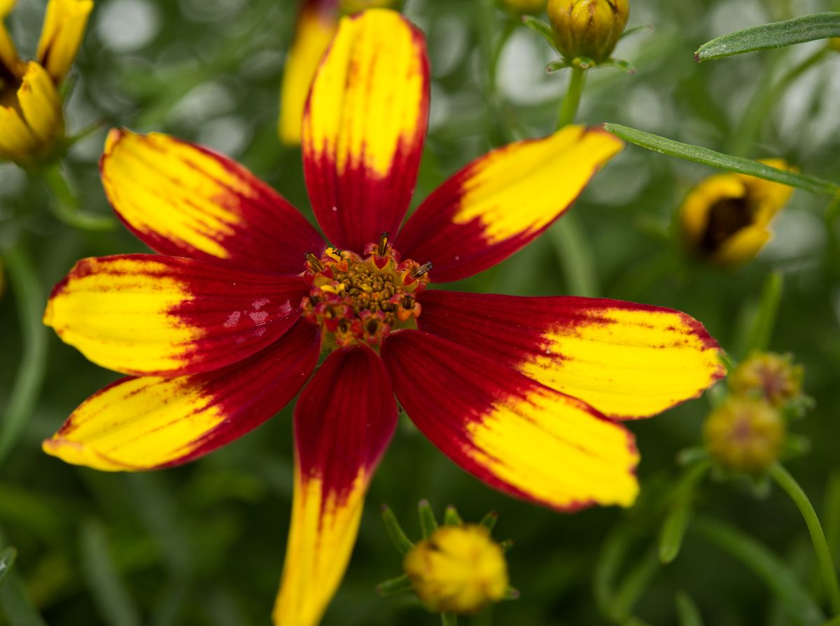 Quirlblättriges Mädchenauge Firefly - Coreopsis verticillata Firefly ...