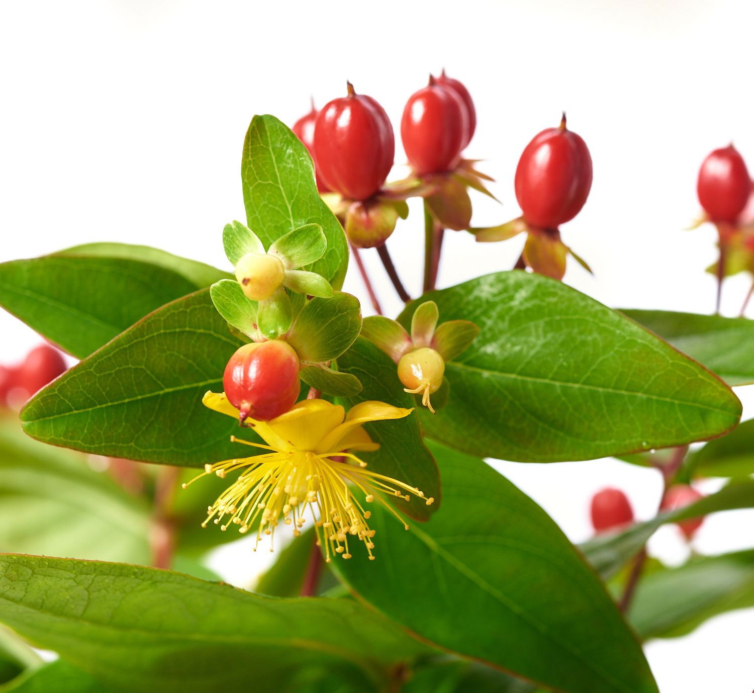 Johanniskraut Magical Red - Hypericum inodorum Magical Red günstig kaufen