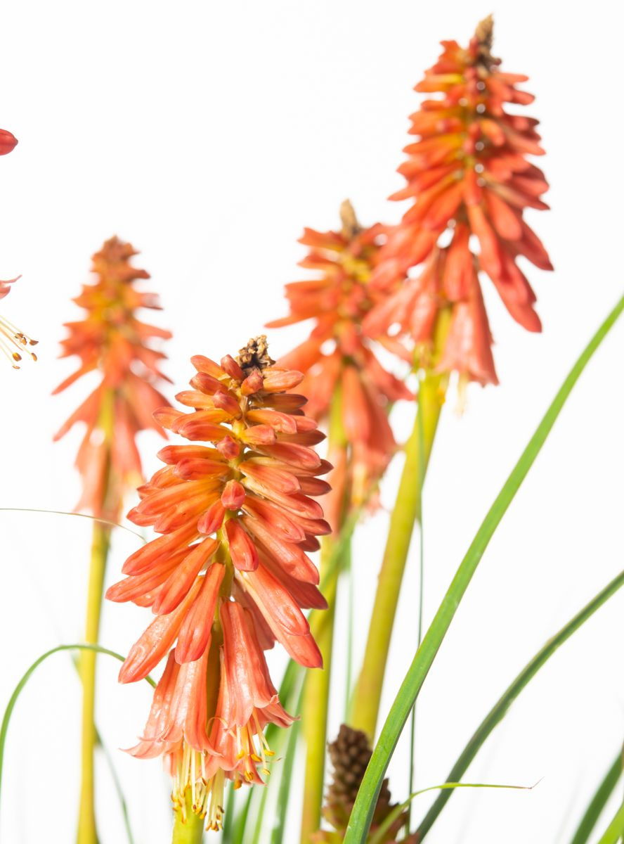 Fackellilie - Kniphofia praecox günstig kaufen