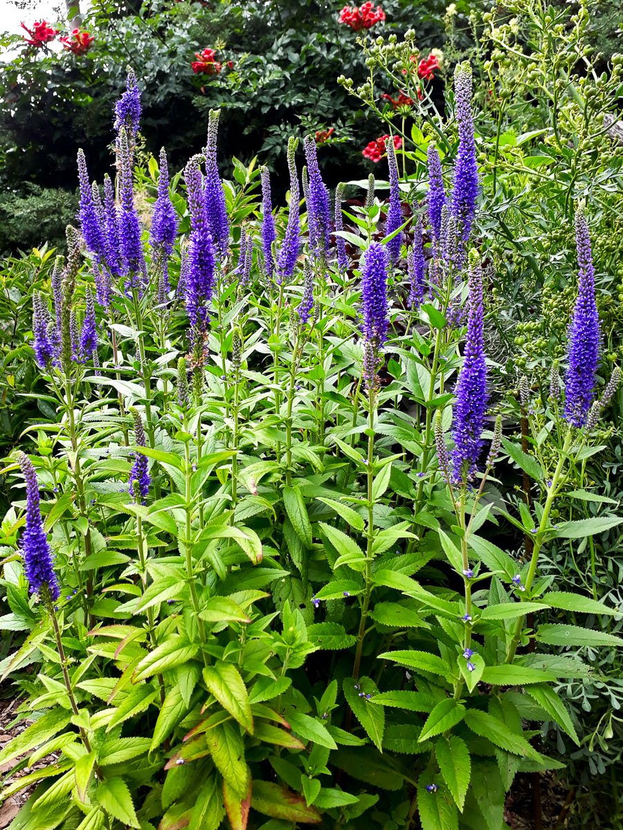 Ehrenpreis Christa - Veronica spicata Christa günstig kaufen