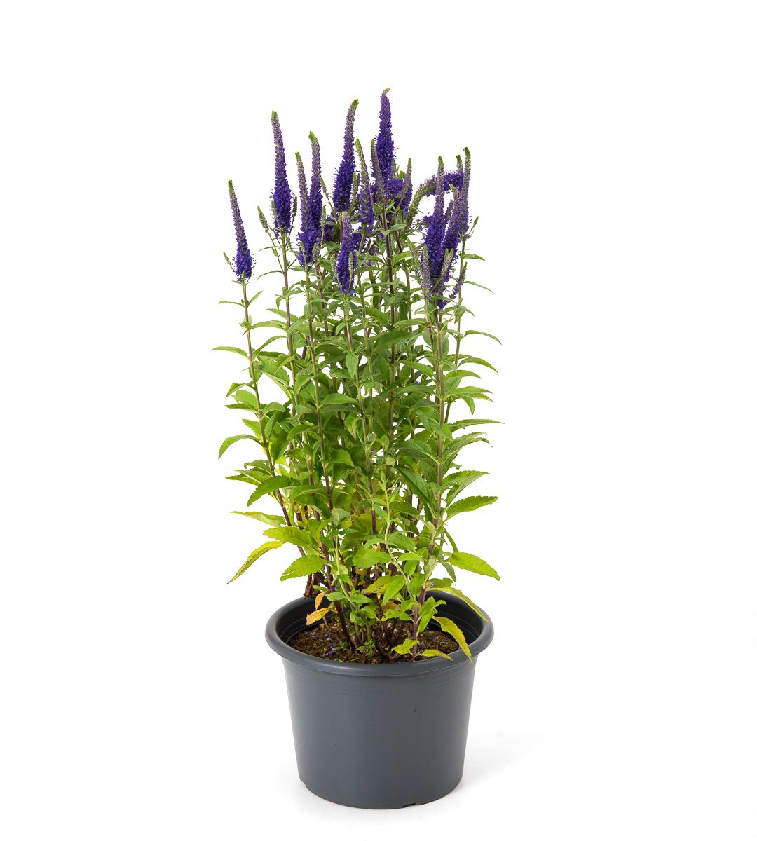 Ehrenpreis Christa - Veronica spicata Christa günstig kaufen