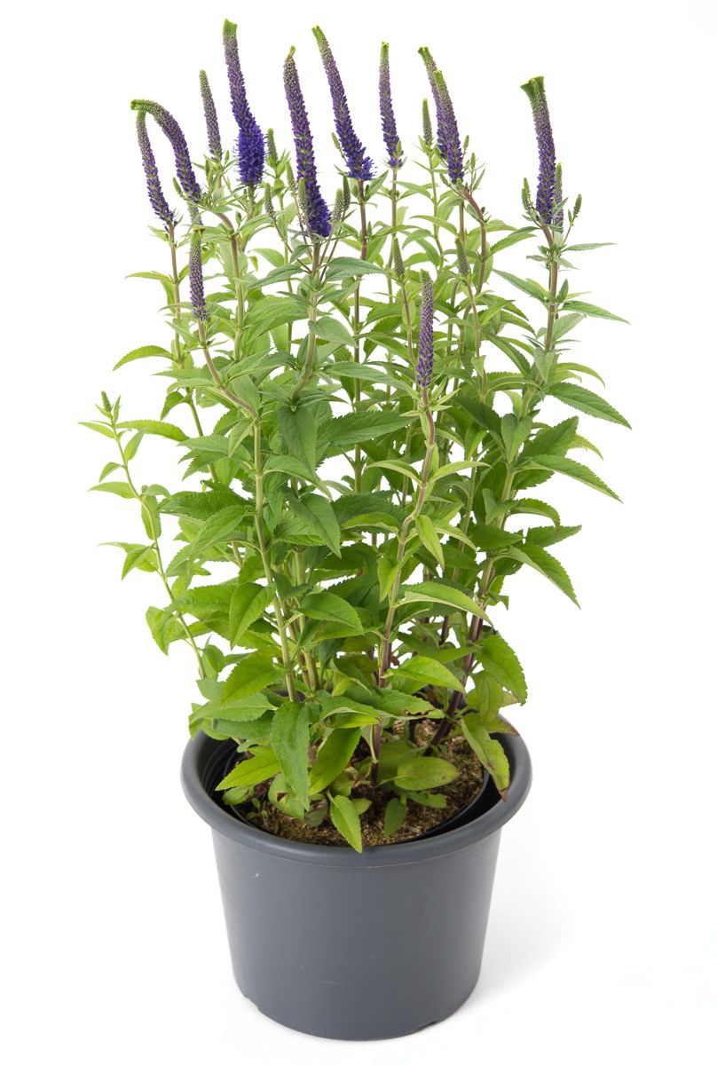Ehrenpreis Christa - Veronica spicata Christa günstig kaufen
