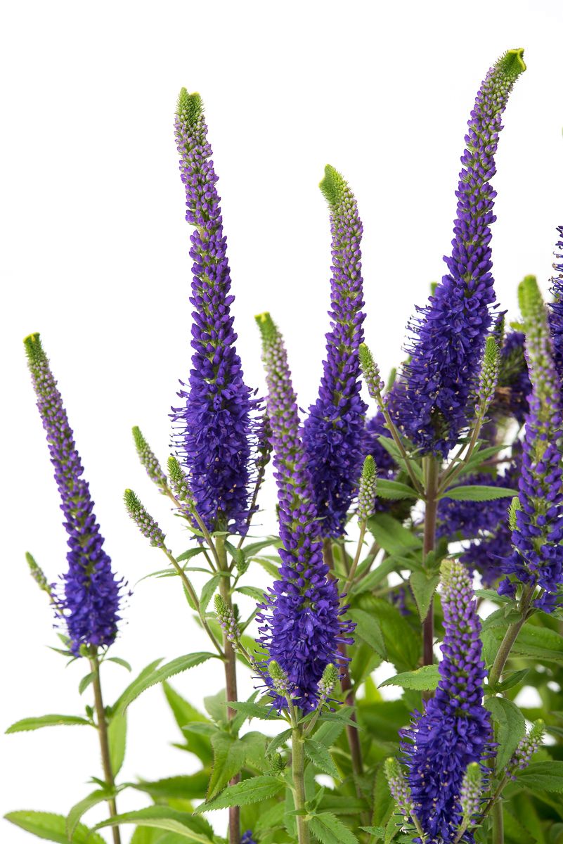 Ehrenpreis Christa - Veronica spicata Christa günstig kaufen