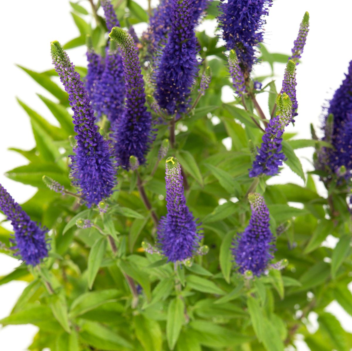 Ehrenpreis Christa - Veronica spicata Christa günstig kaufen