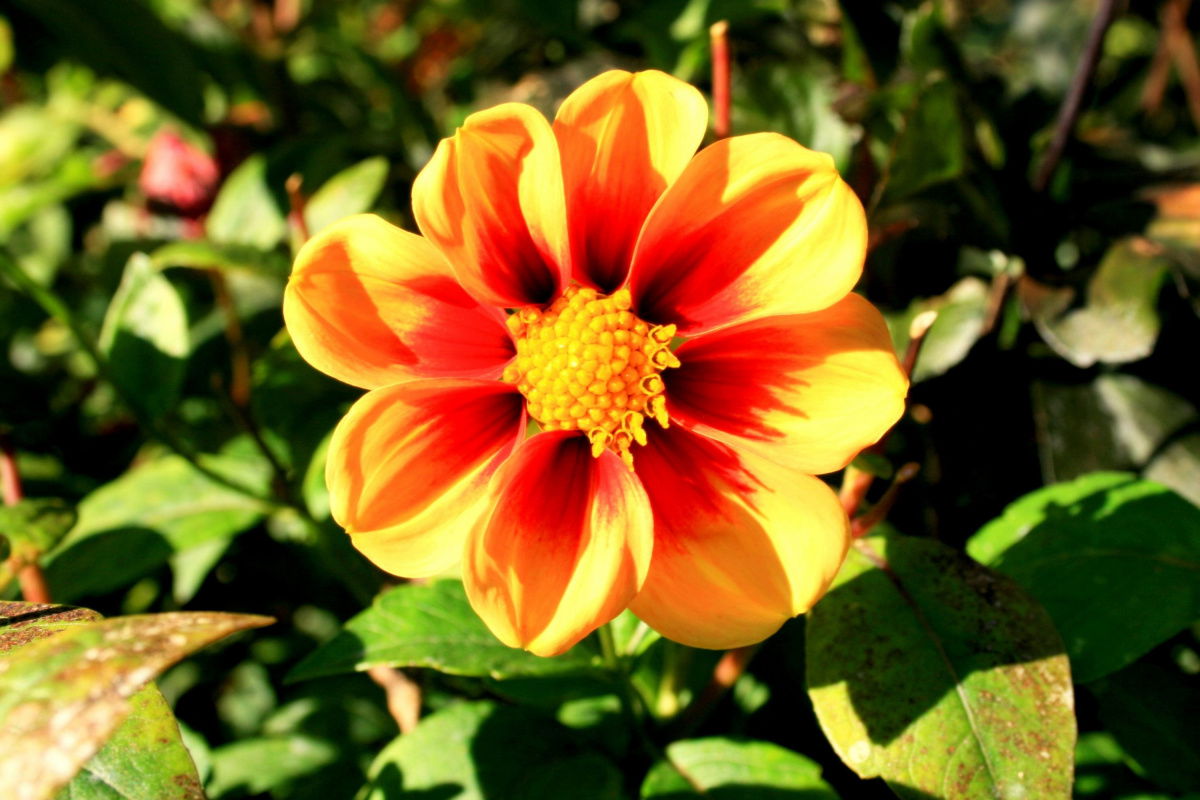 Dahlie Dreamy Eyes - Dahlia Dreamy Eyes günstig kaufen