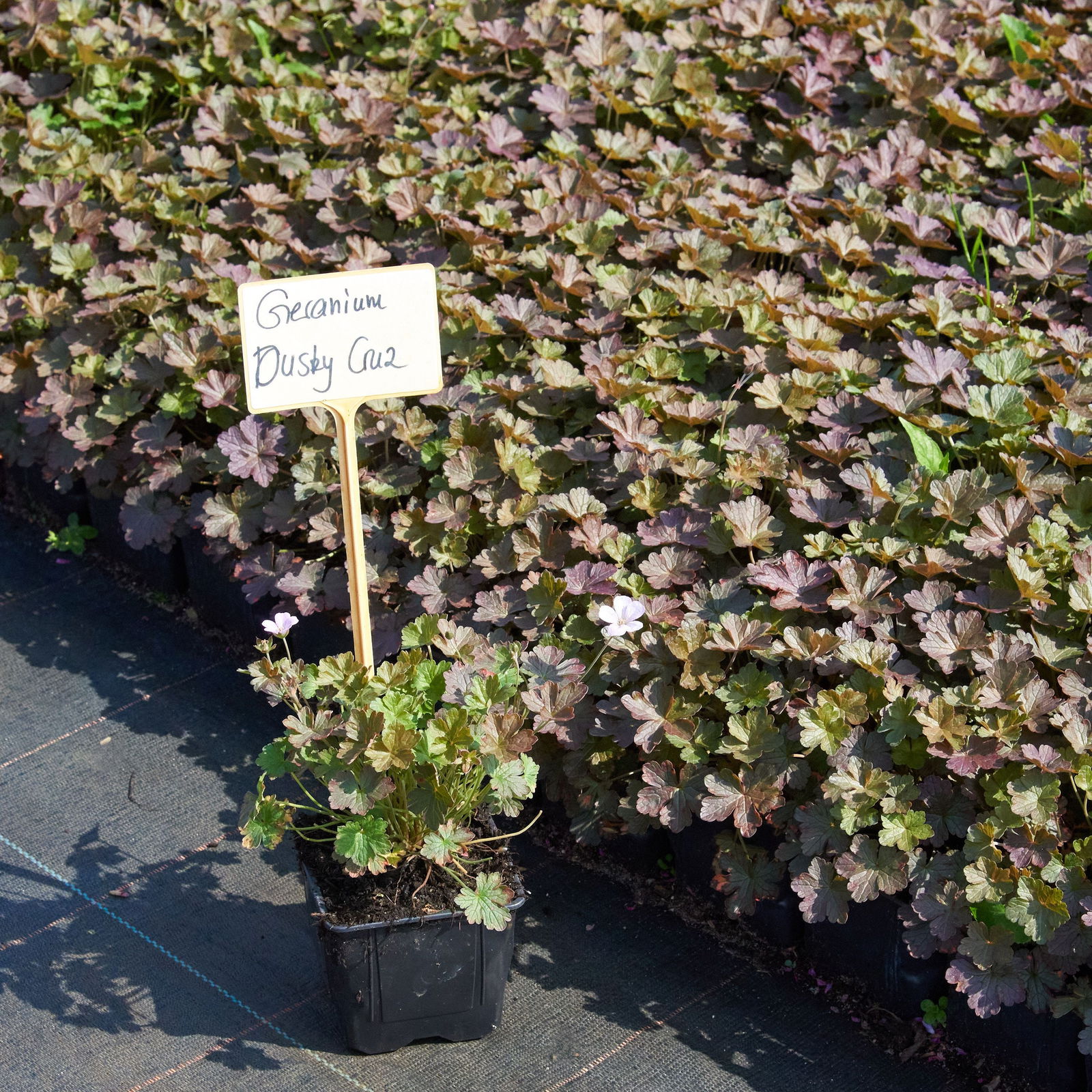 Storchenschnabel Dusky Crug - Geranium cultorum Dusky Crug günstig kaufen