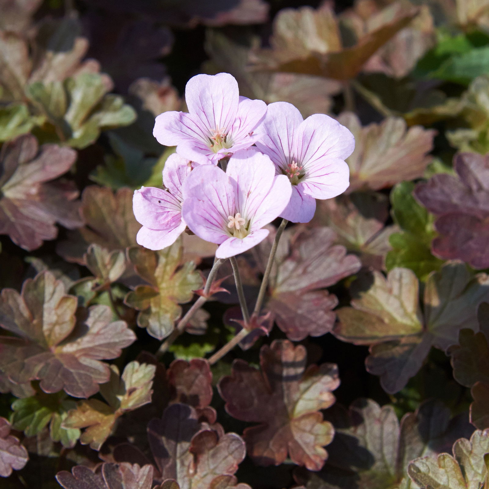 Storchenschnabel Dusky Crug - Geranium cultorum Dusky Crug günstig kaufen
