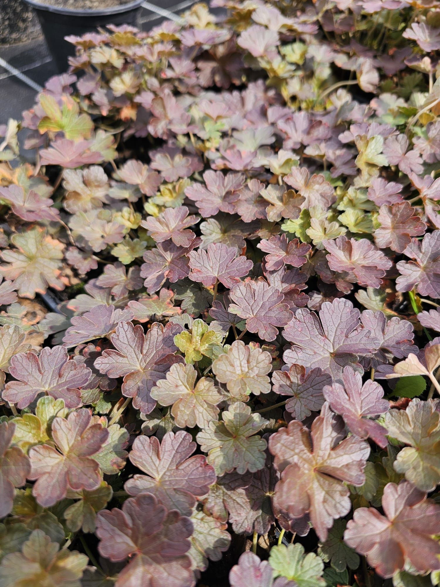 Storchenschnabel Dusky Crug - Geranium cultorum Dusky Crug günstig kaufen
