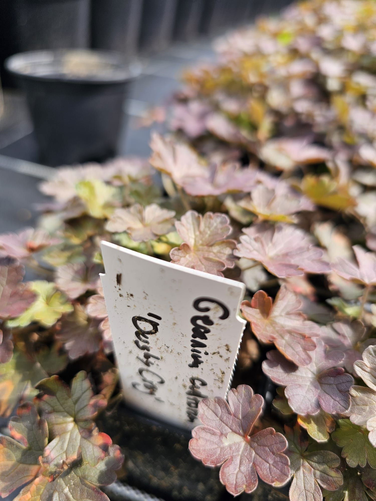 Storchenschnabel Dusky Crug - Geranium cultorum Dusky Crug günstig kaufen