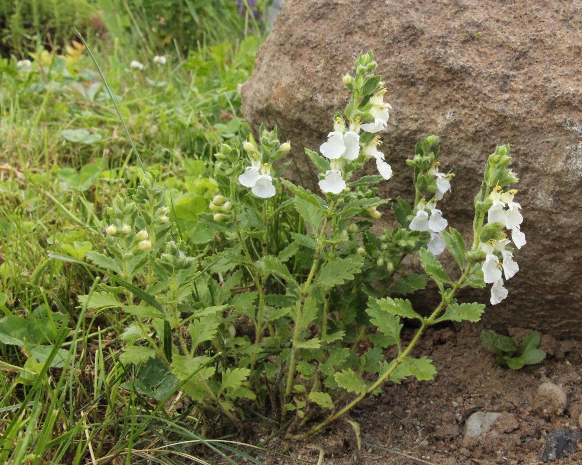 Edel Gamander - Teucrium chamaedrys günstig kaufen