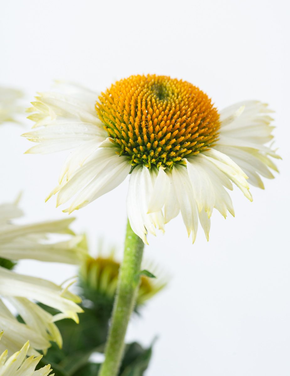 Scheinsonnenhut Prairie Splendor Comp White - Echinacea purpurea ...
