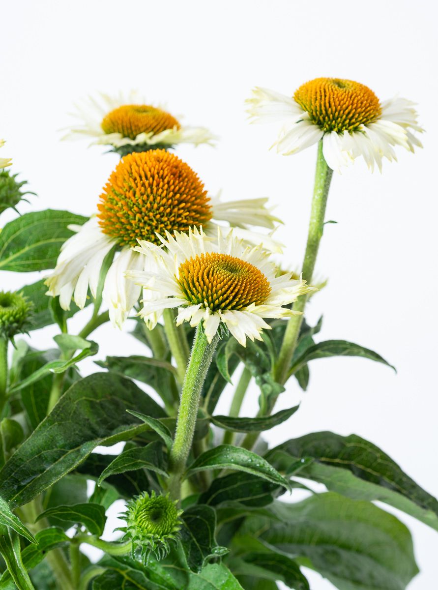 Scheinsonnenhut Prairie Splendor Comp White - Echinacea purpurea ...