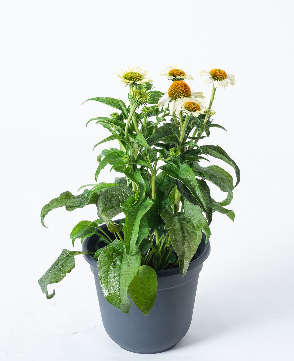 Scheinsonnenhut Prairie Splendor Comp White - Echinacea purpurea ...