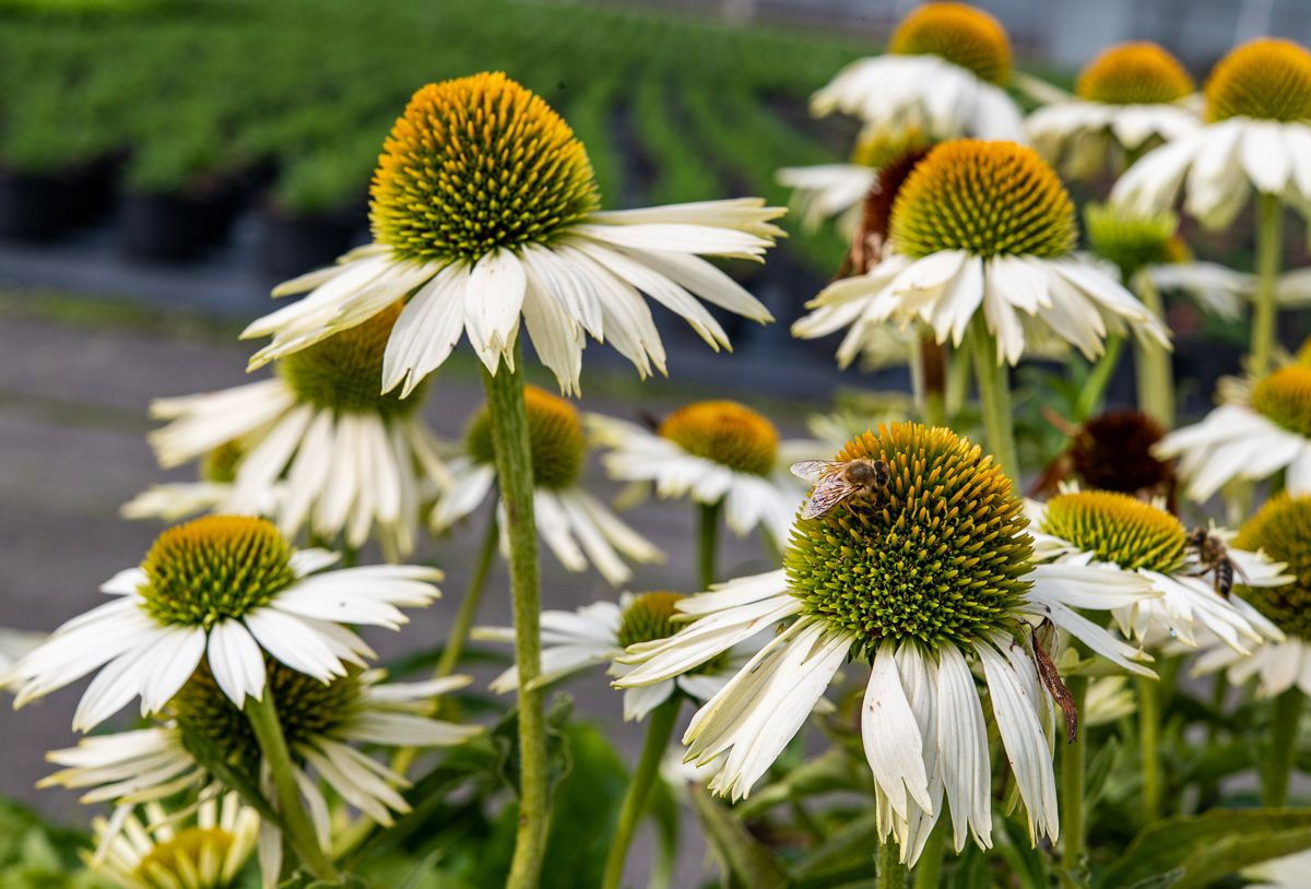 Scheinsonnenhut Prairie Splendor Comp White - Echinacea purpurea ...