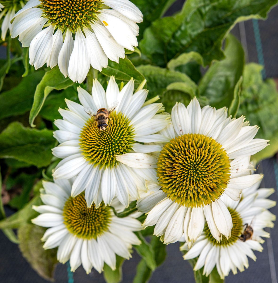 Scheinsonnenhut Prairie Splendor Comp White - Echinacea purpurea ...