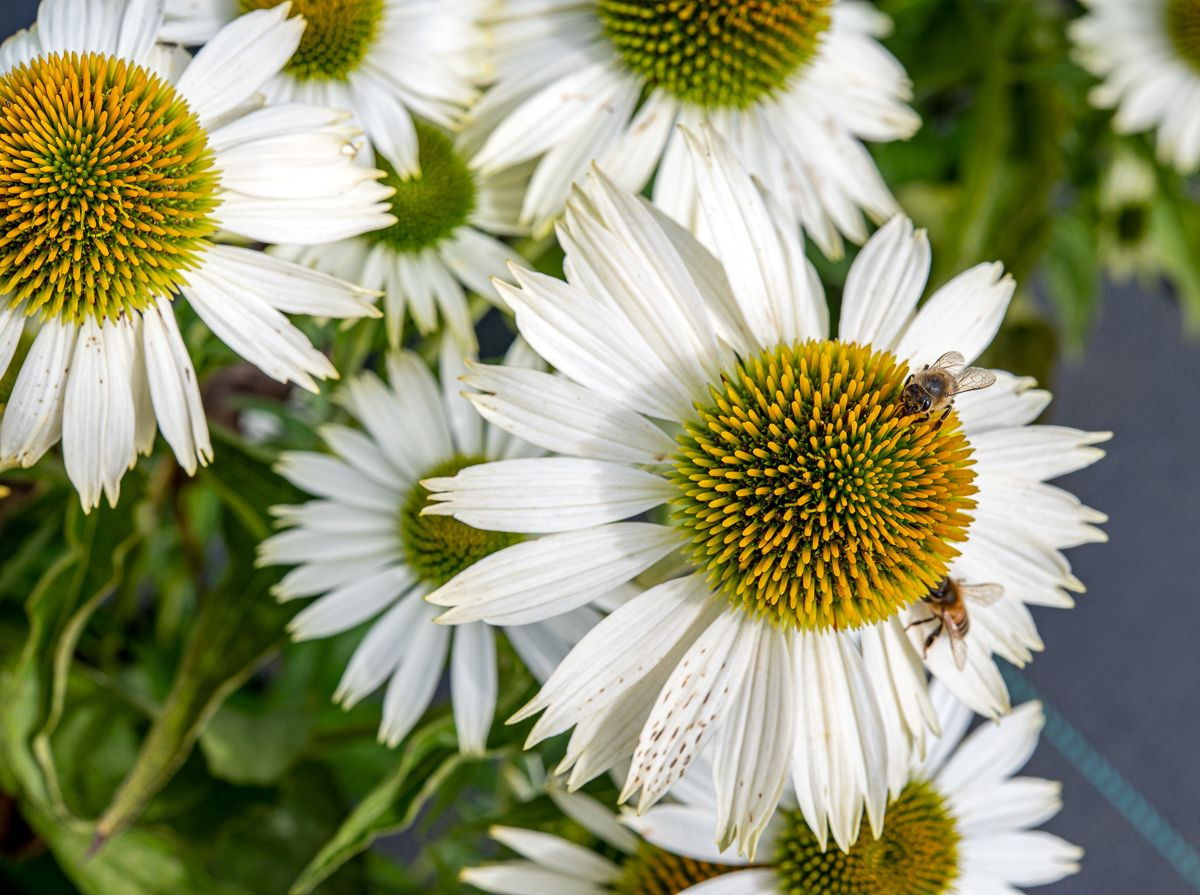 Scheinsonnenhut Prairie Splendor Comp White - Echinacea purpurea ...