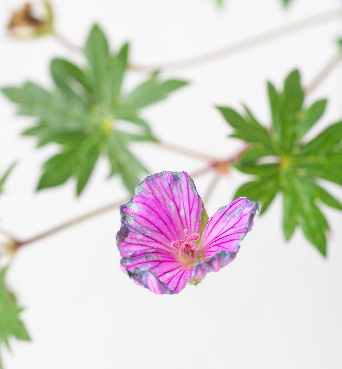 Storchschnabel Blushing Turtle - Geranium cultorum Blushing Turtle ...