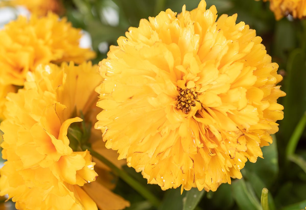 Großblümiges Mädchenauge Solena® Compact - Coreopsis grandiflora Solena ...