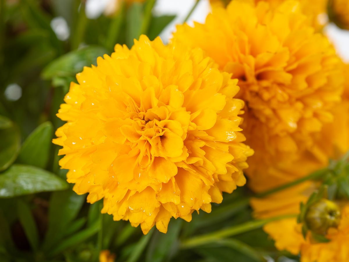 Großblümiges Mädchenauge Solena® Compact - Coreopsis grandiflora Solena ...