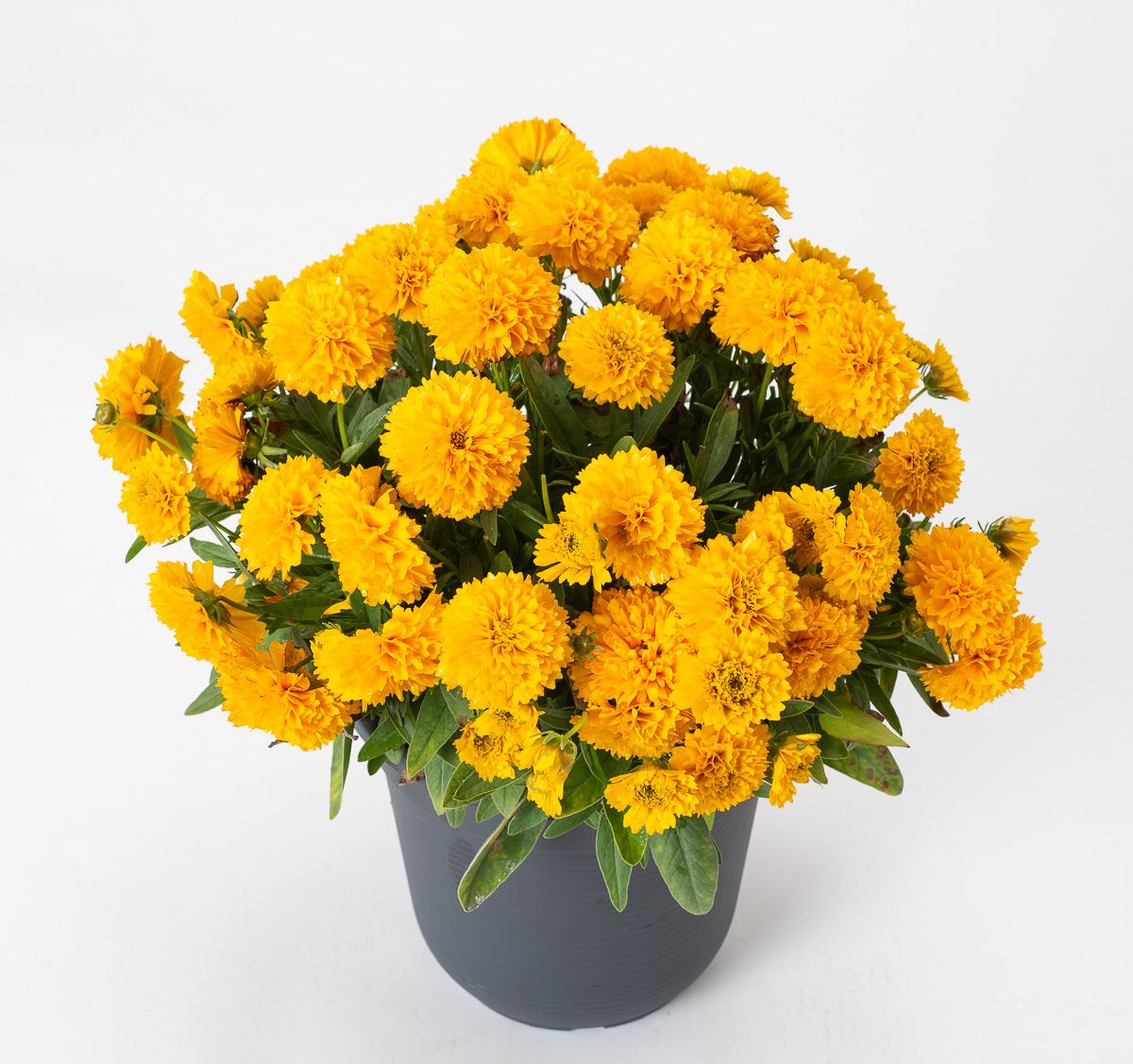 Großblümiges Mädchenauge Solena® Compact - Coreopsis grandiflora Solena ...