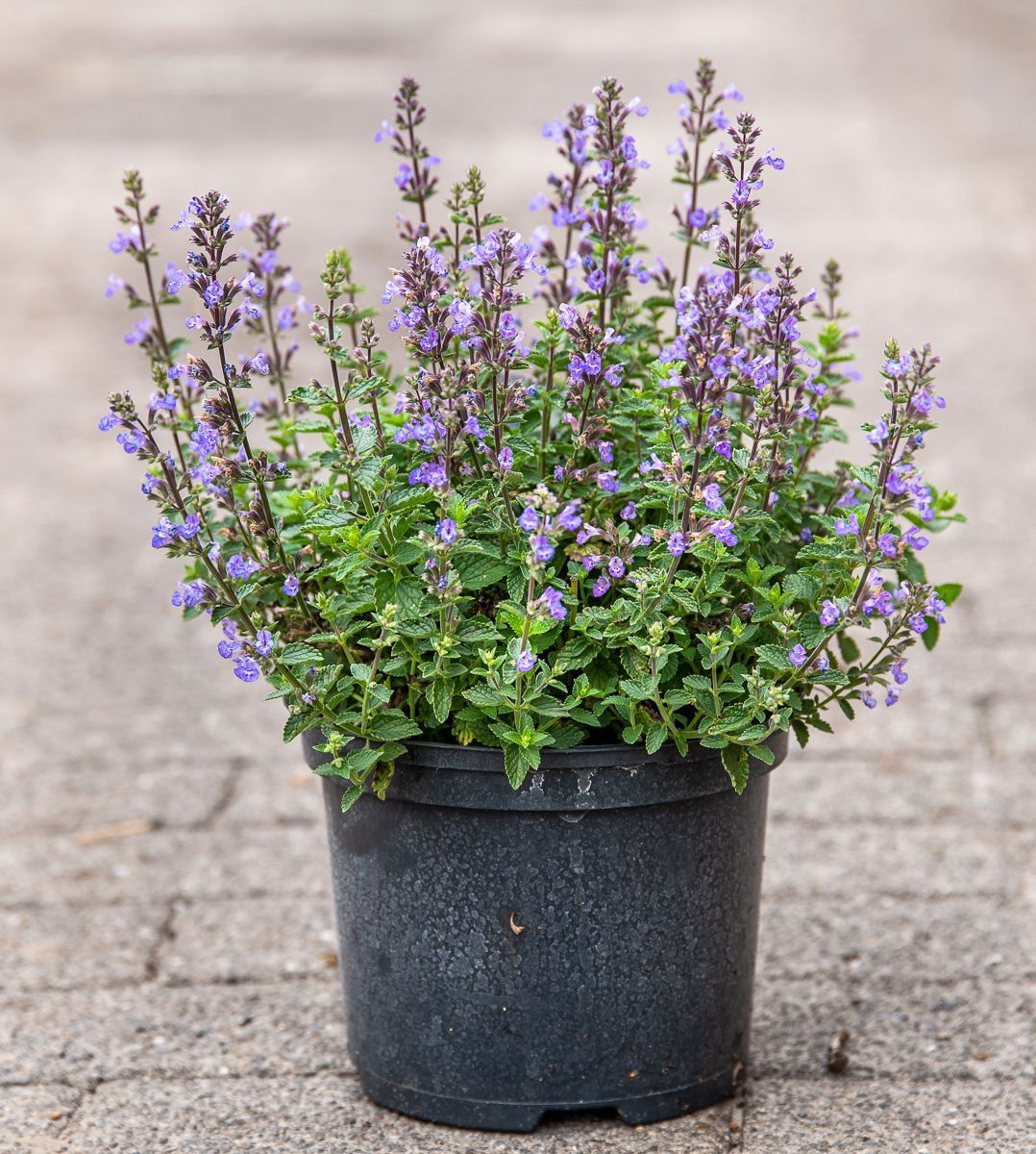 Katzenminze Purrsian Blue - Nepeta faassenian Purrsian Blue günstig kaufen