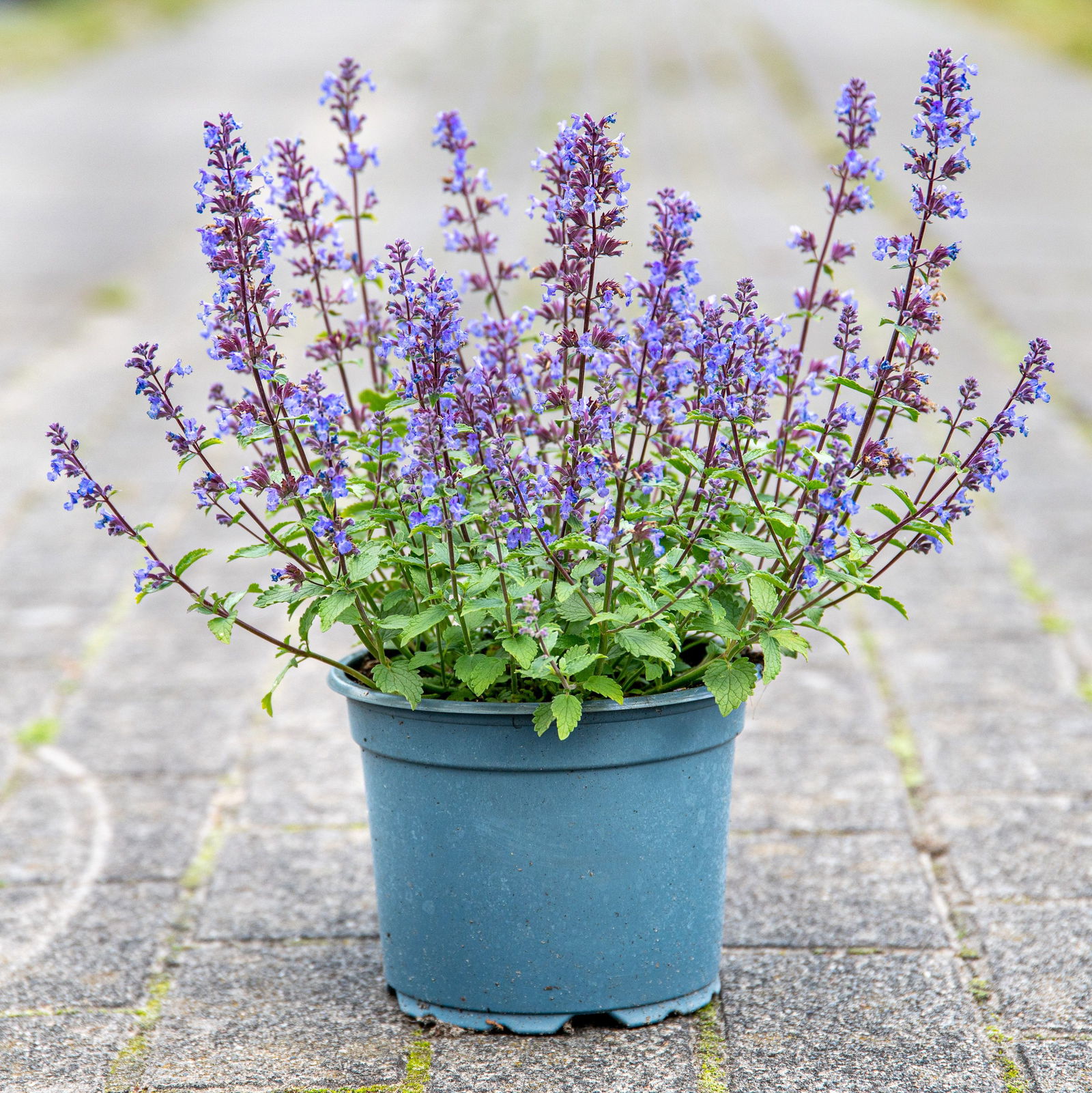 Katzenminze Purrsian Blue - Nepeta faassenian Purrsian Blue günstig kaufen