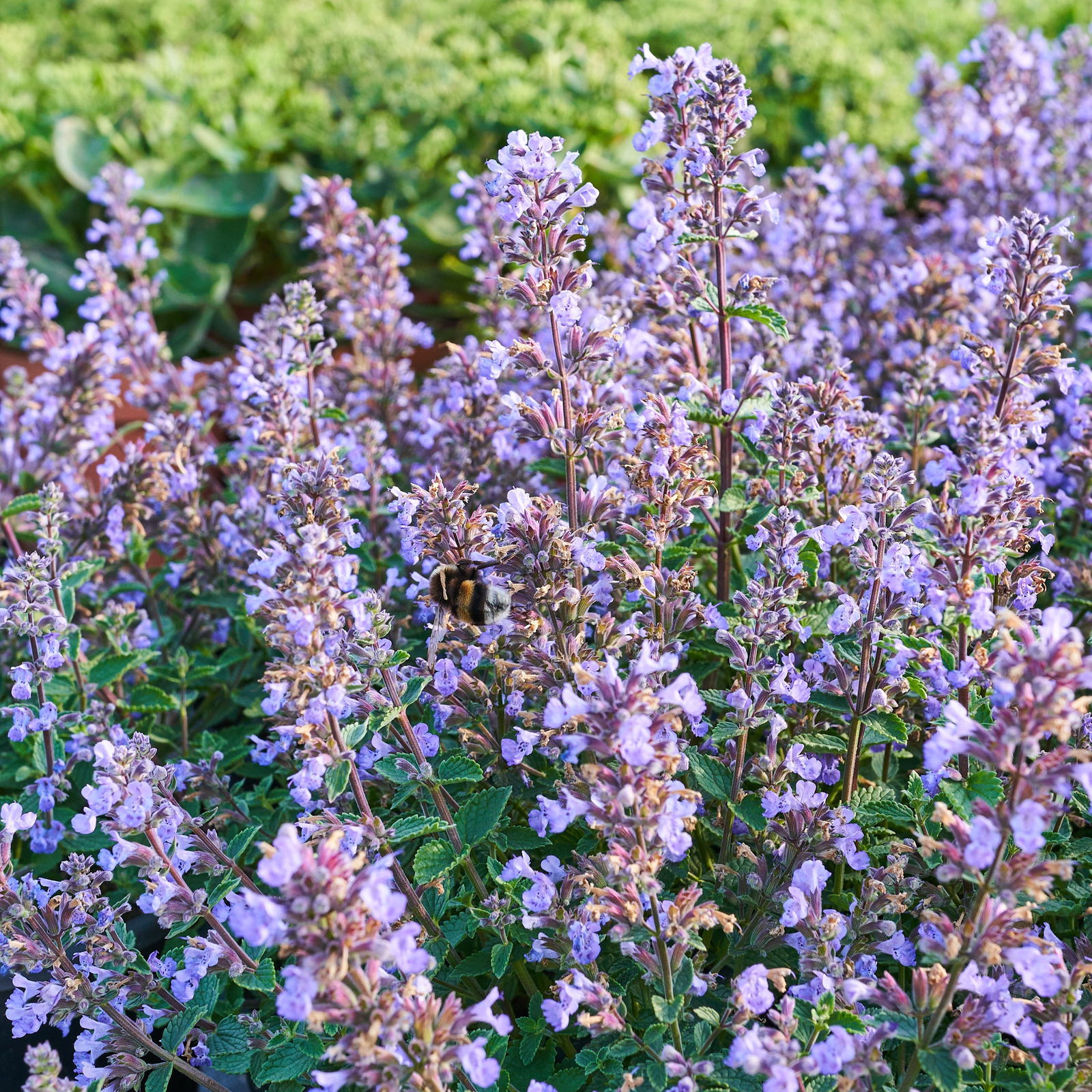 Katzenminze Purrsian Blue - Nepeta faassenian Purrsian Blue günstig kaufen