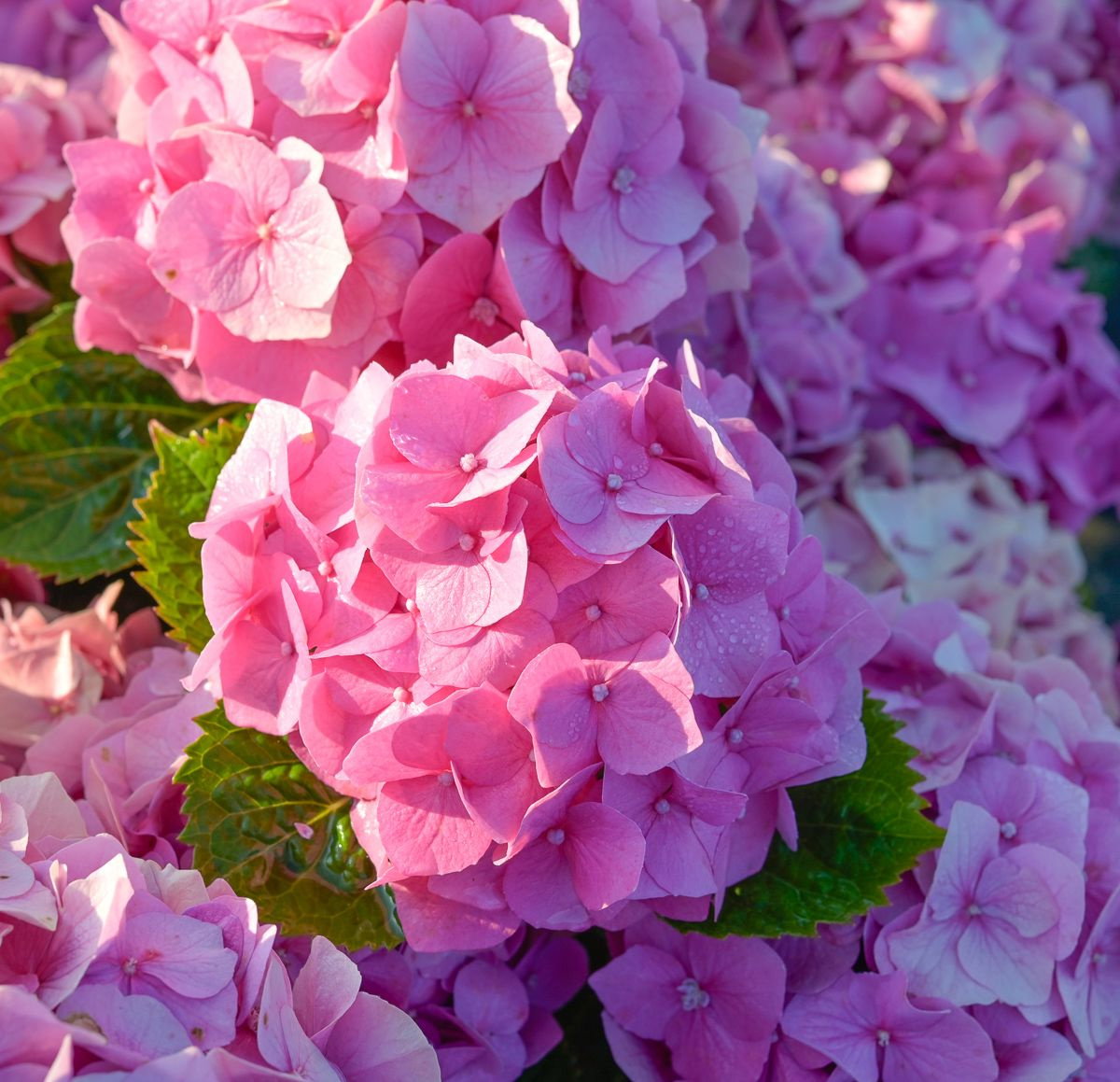 Bauernhortensie Bela Rosa - Hydrangea macrophylla Bela Rosa günstig kaufen