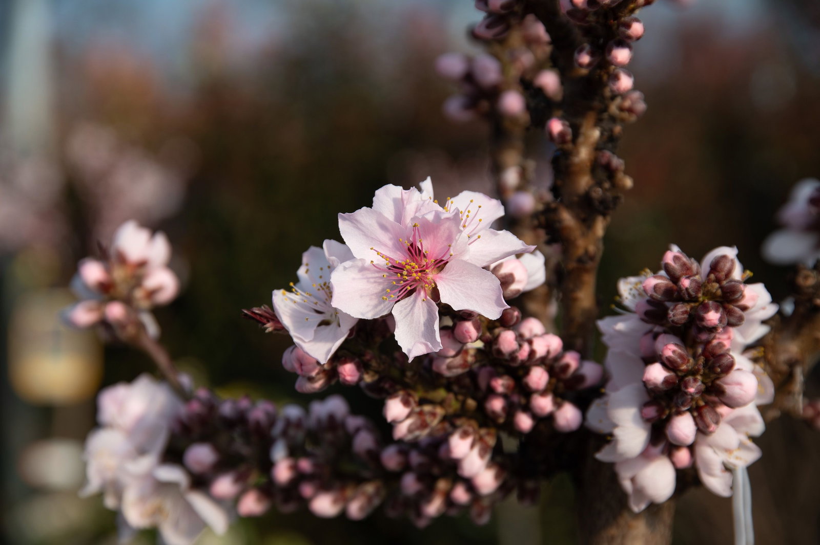 Zwergpfirsich Crimson Bonfire - Prunus persica Crimson Bonfire günstig ...