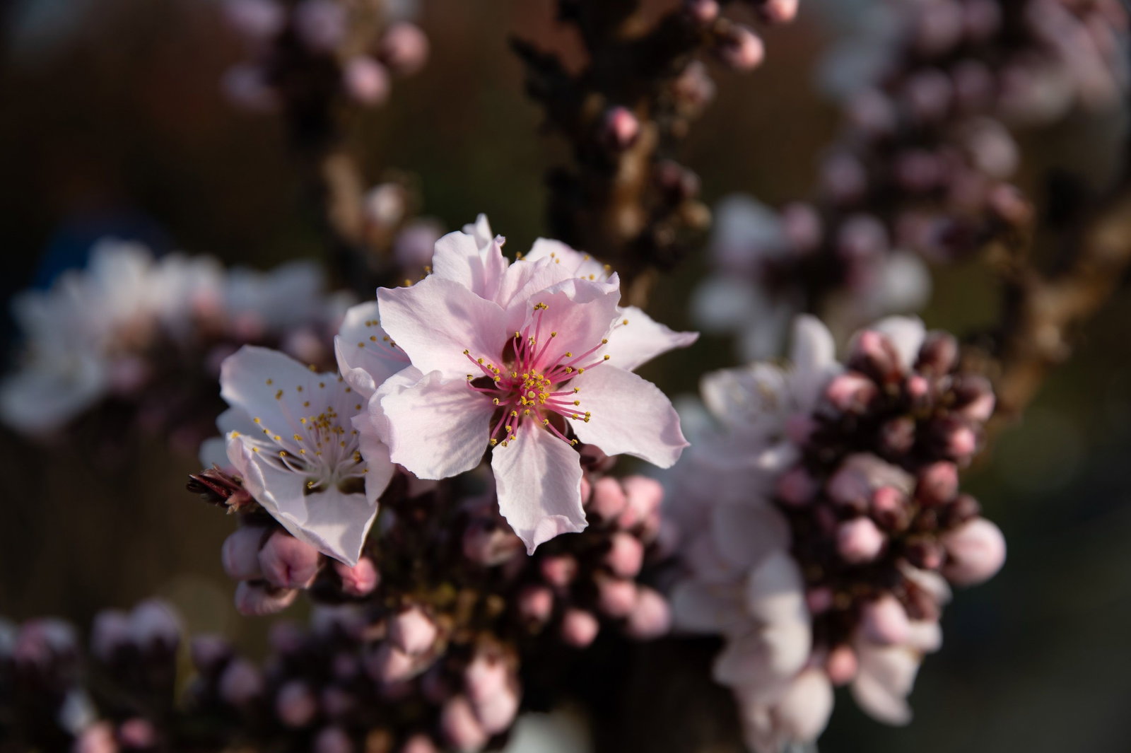 Zwergpfirsich Crimson Bonfire - Prunus persica Crimson Bonfire günstig ...