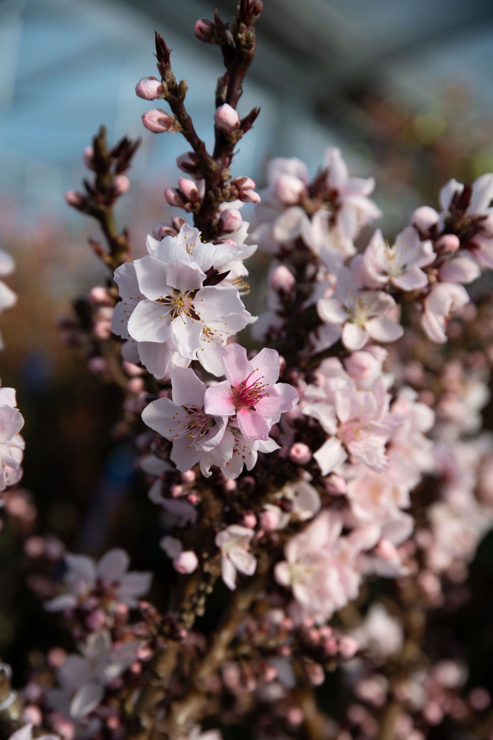 Zwergpfirsich Crimson Bonfire - Prunus persica Crimson Bonfire günstig ...