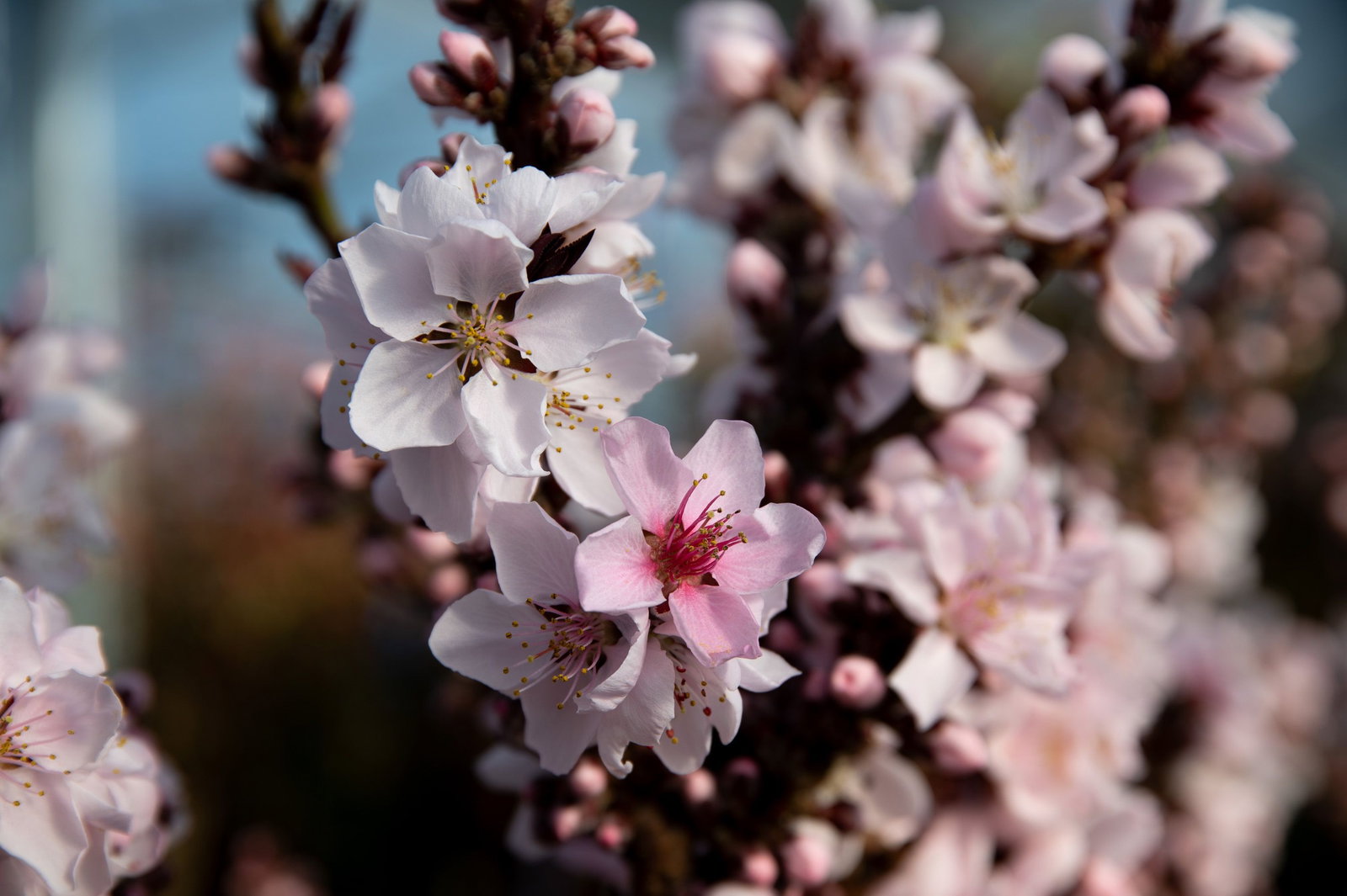 Zwergpfirsich Crimson Bonfire - Prunus persica Crimson Bonfire günstig ...