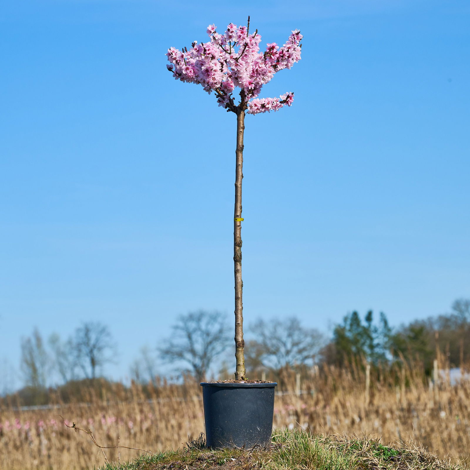 Zwergpfirsich Crimson Bonfire - Prunus persica Crimson Bonfire günstig ...