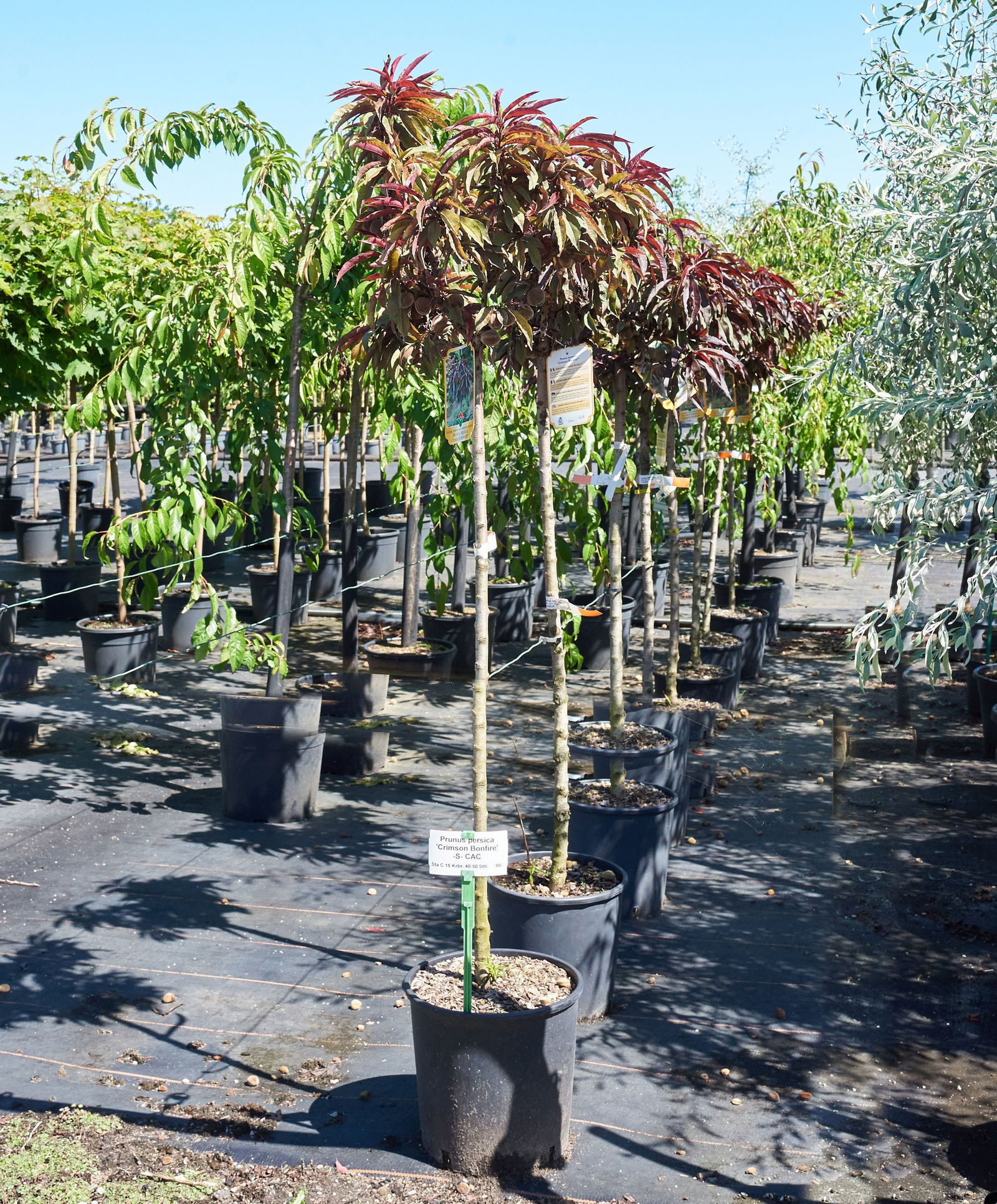 Zwergpfirsich Crimson Bonfire - Prunus persica Crimson Bonfire günstig ...