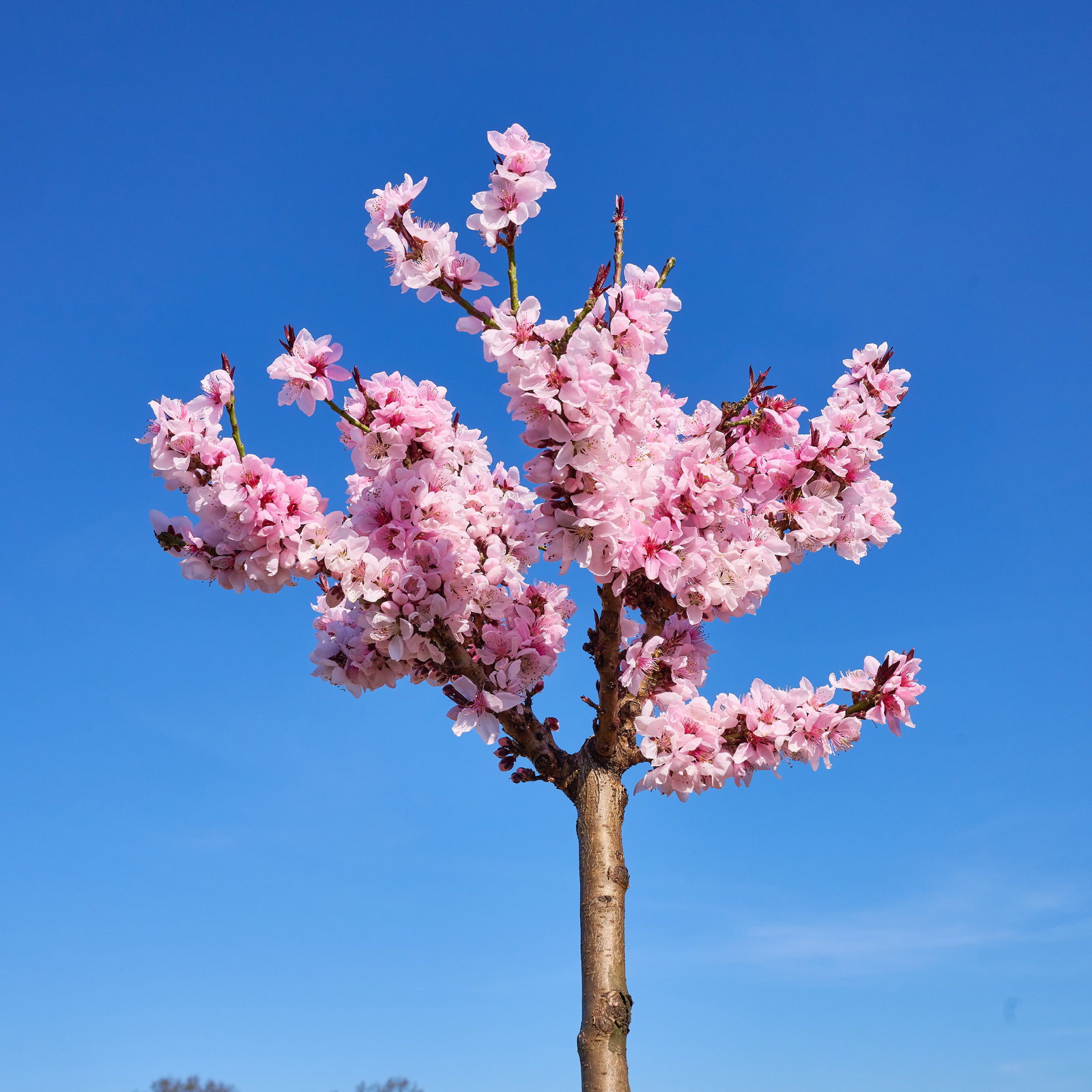 Zwergpfirsich Crimson Bonfire - Prunus persica Crimson Bonfire günstig ...