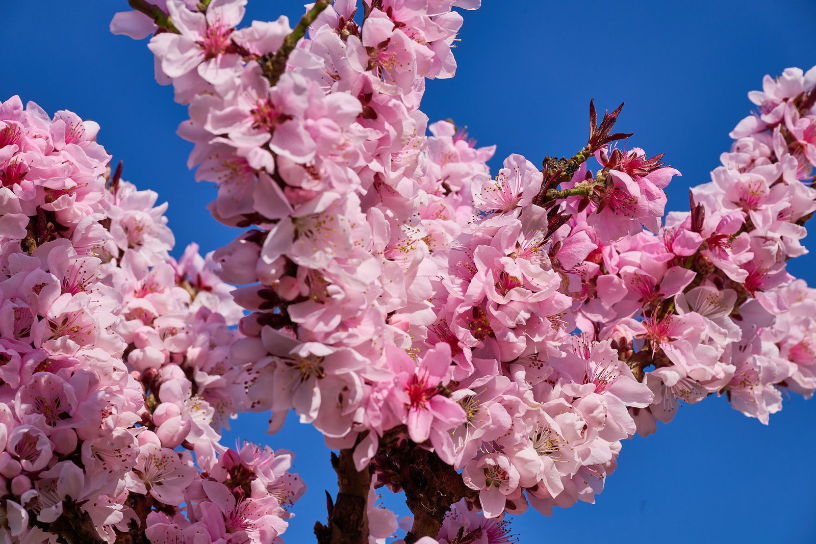 Zwergpfirsich Crimson Bonfire - Prunus persica Crimson Bonfire günstig ...
