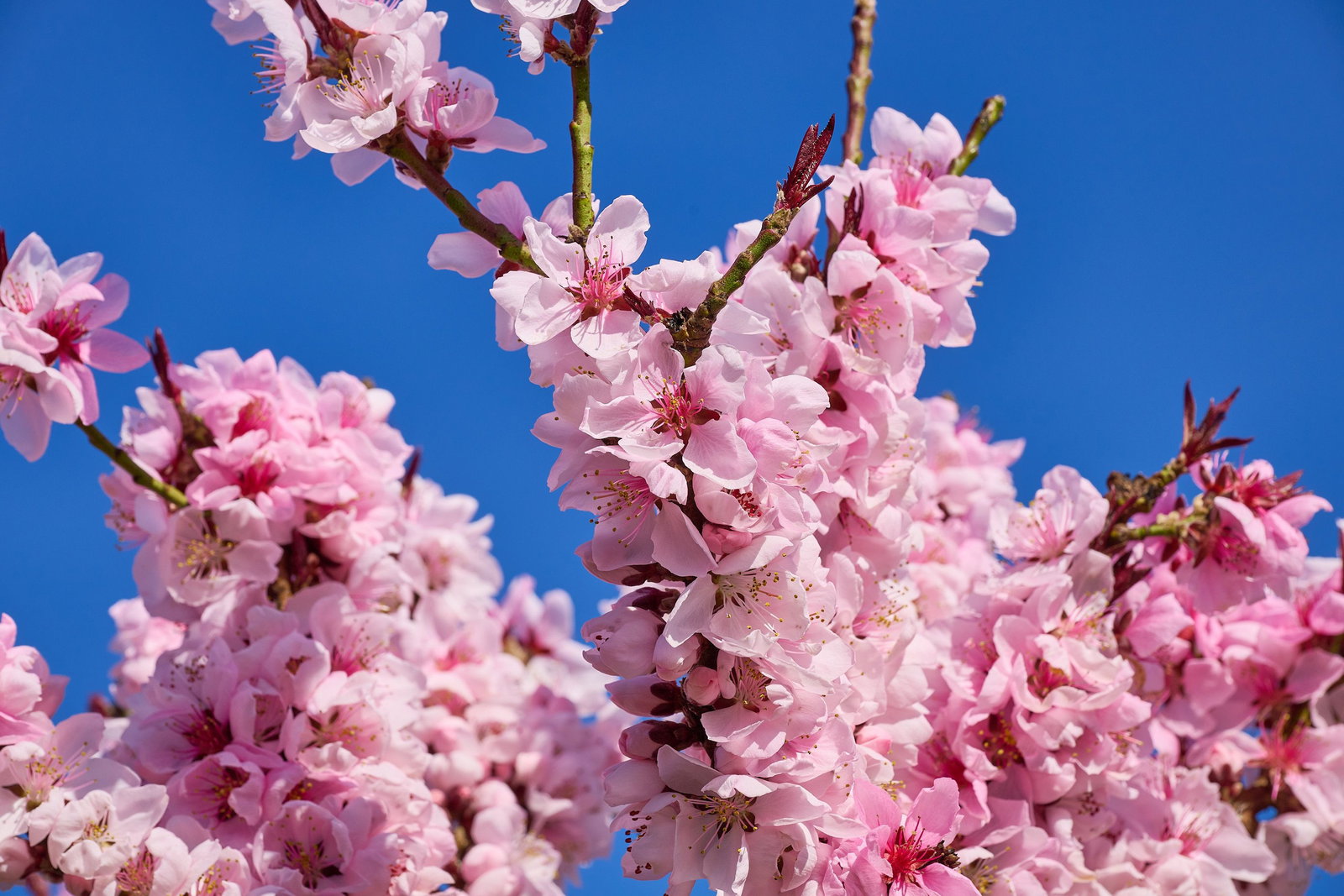 Zwergpfirsich Crimson Bonfire - Prunus persica Crimson Bonfire günstig ...