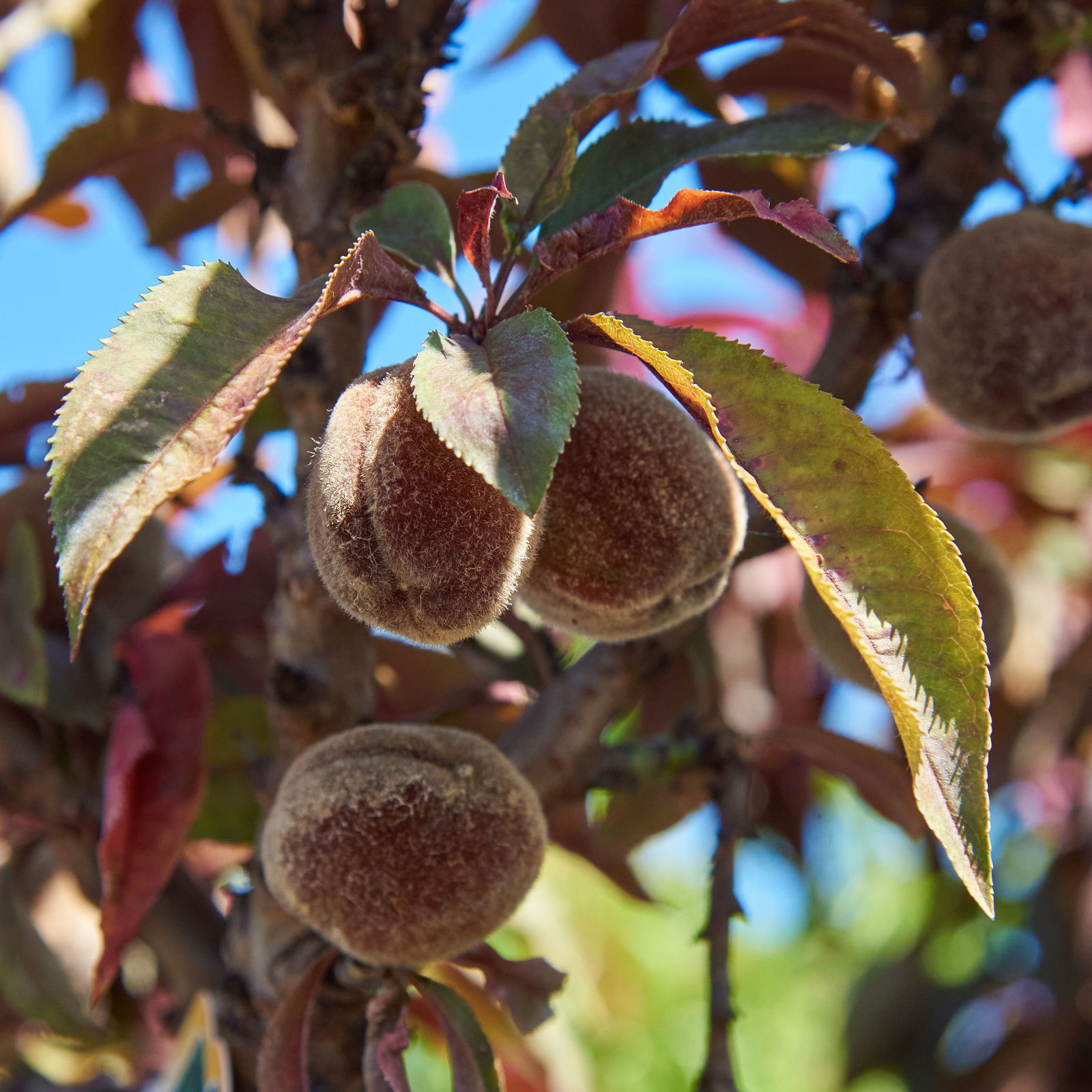 Zwergpfirsich Crimson Bonfire - Prunus persica Crimson Bonfire günstig ...