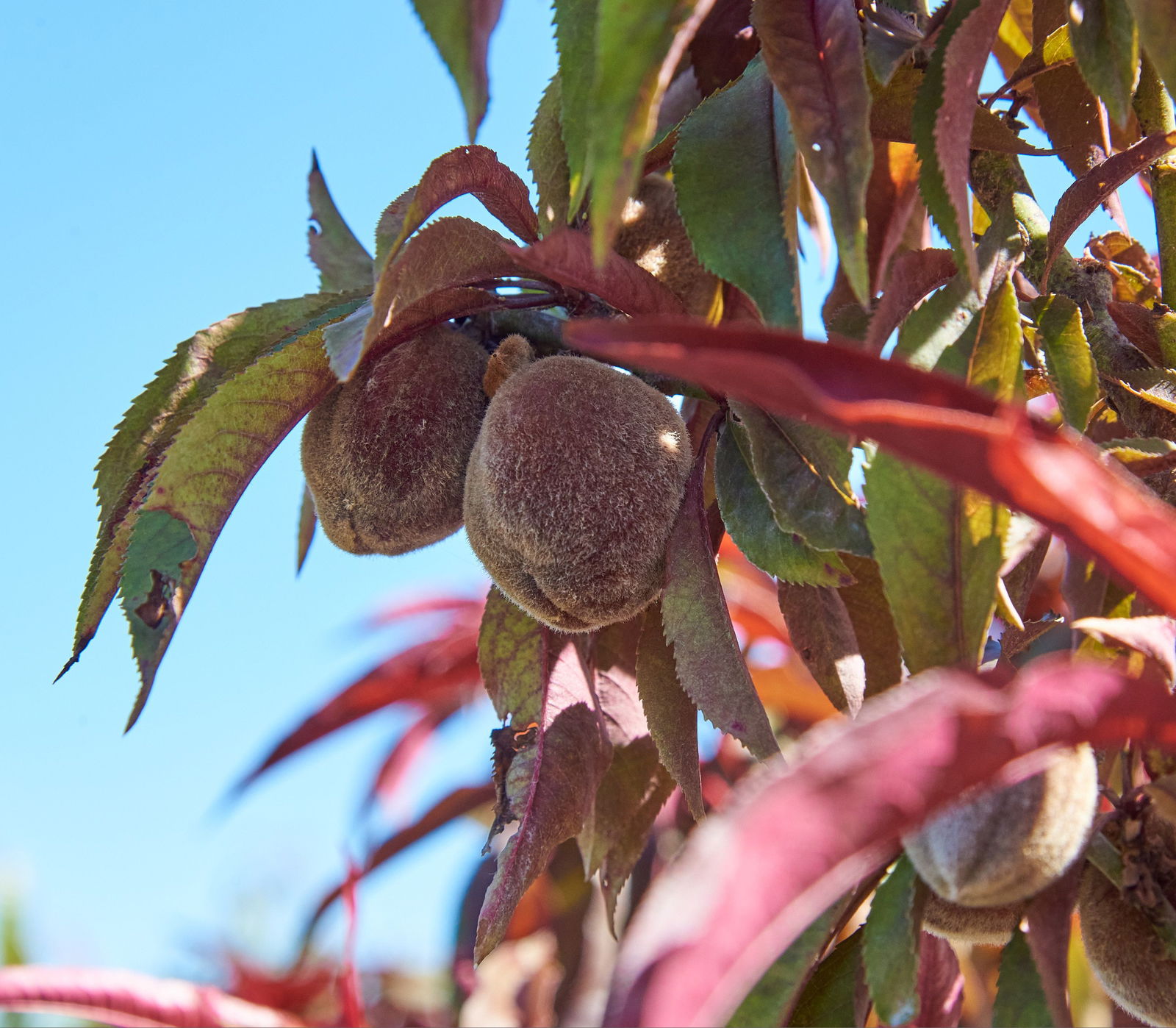 Zwergpfirsich Crimson Bonfire - Prunus persica Crimson Bonfire günstig ...