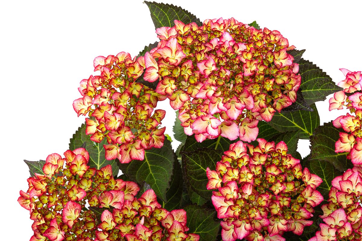 Bauernhortensie Adula Rose - Hydrangea macrophylla Adula Rose günstig ...