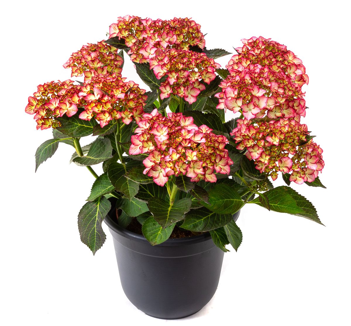 Bauernhortensie Adula Rose - Hydrangea macrophylla Adula Rose günstig ...