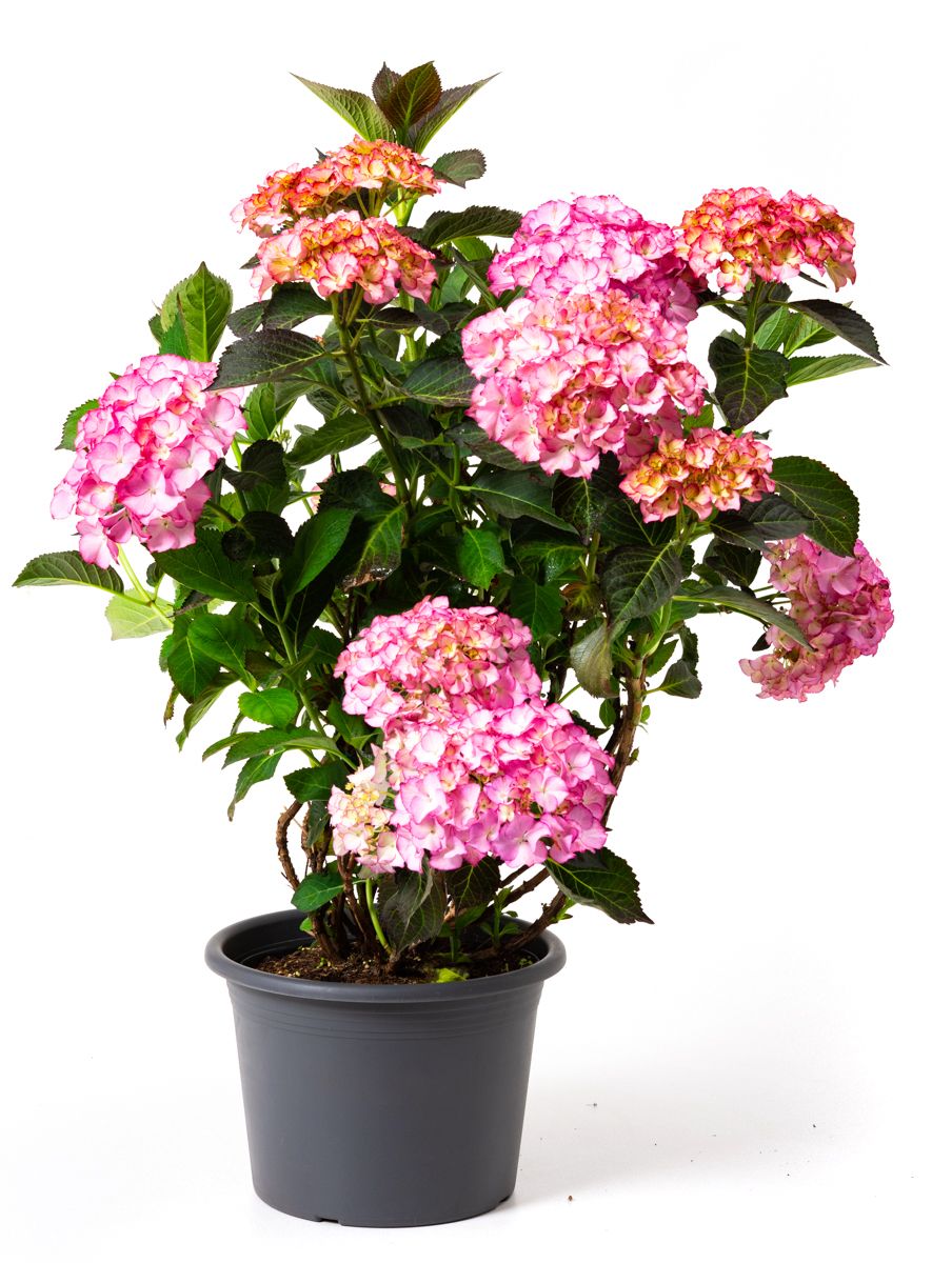 Bauernhortensie Adula Rose - Hydrangea macrophylla Adula Rose günstig ...