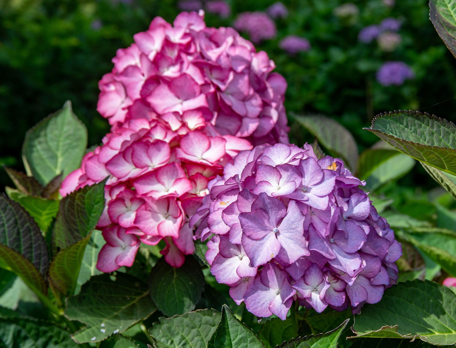 Bauernhortensie Adula Rose - Hydrangea macrophylla Adula Rose günstig ...